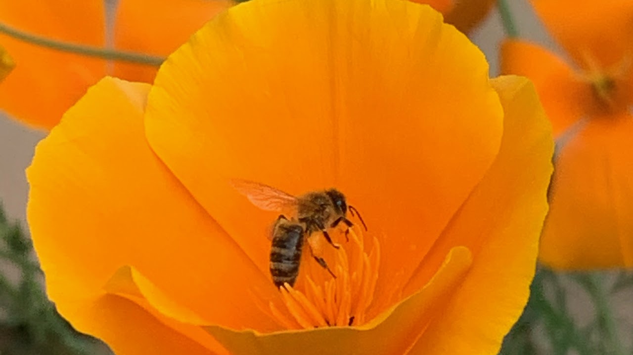 Someone You Should Know: Judd Curran, owner of Happy Bee – GGHCDC